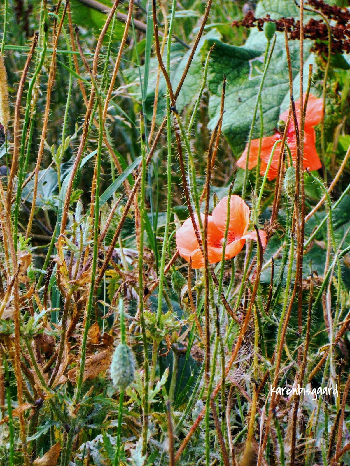 Karen`s Nature Photography: Blooming Poppies and Poppy Stems.