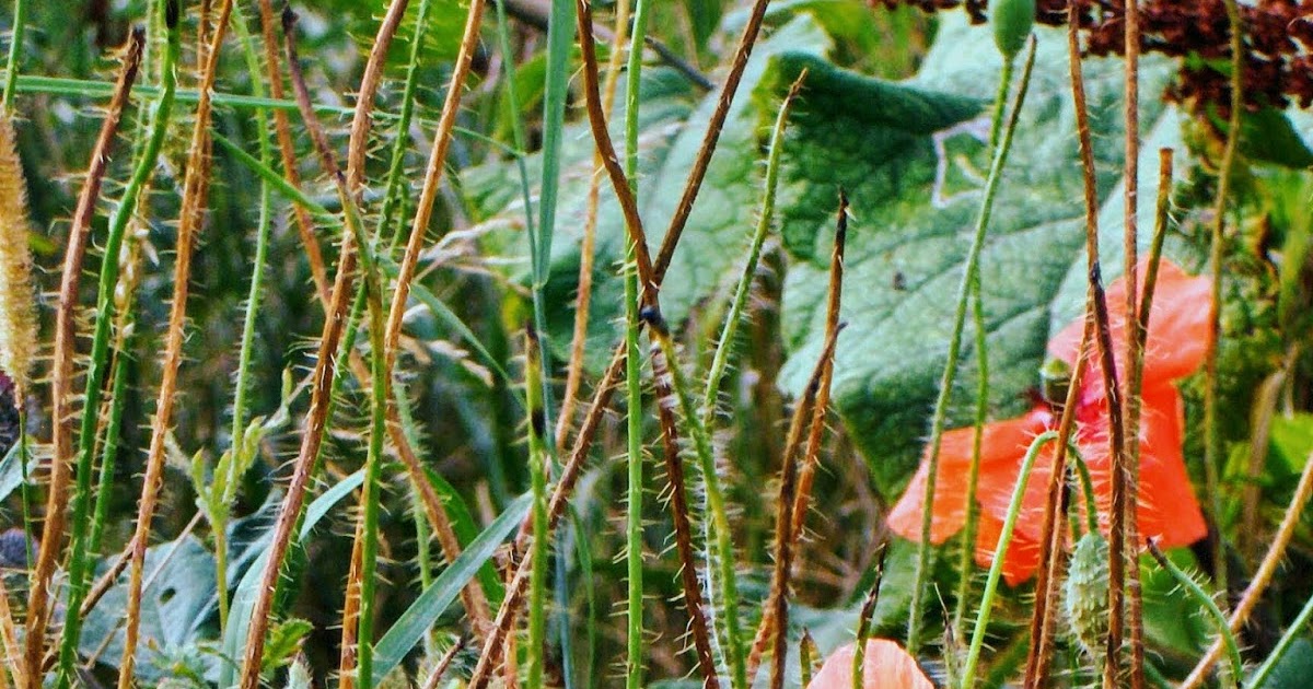 Karen`s Nature Photography: Blooming Poppies and Poppy Stems.