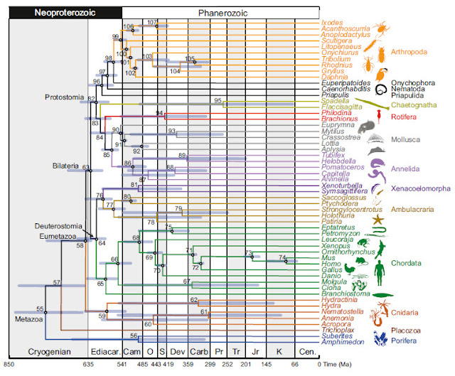 Sandwalk: Molecular evidence supports the evolution of the major animal ...