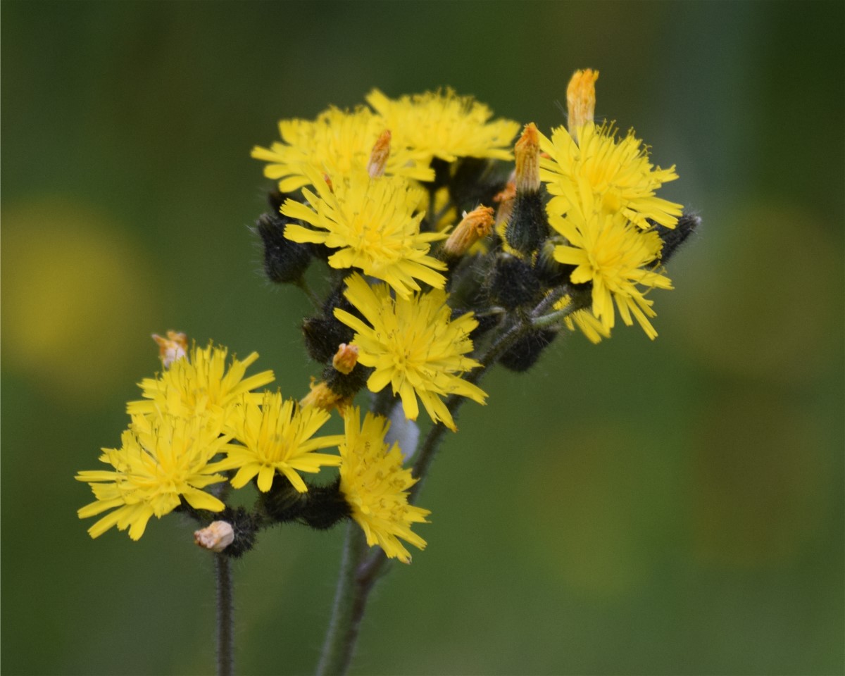 nature tales and camera trails: June 2017