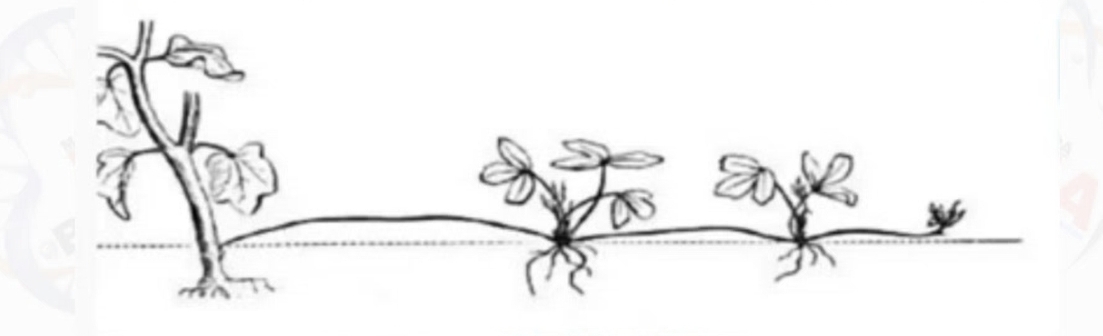 VEGETATIVE REPRODUCTION BY STEM