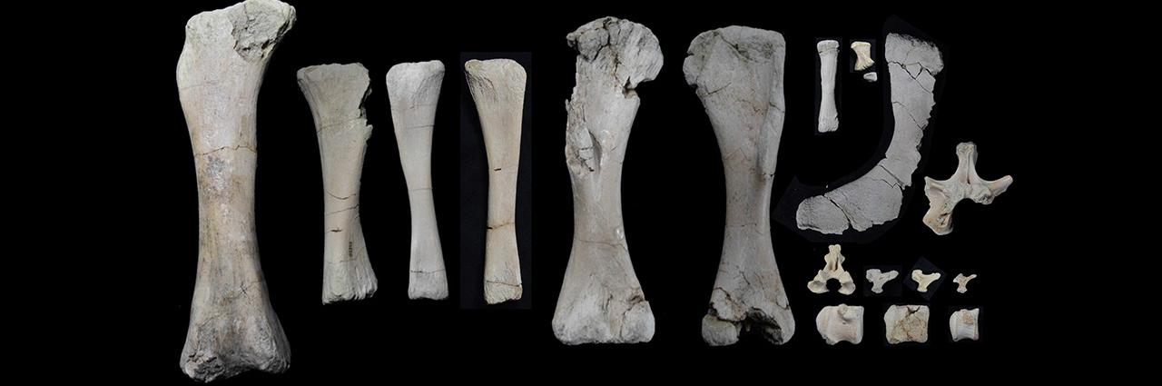 Species New to Science: [Paleontology • 2016] A Tiny Titanosaur ...