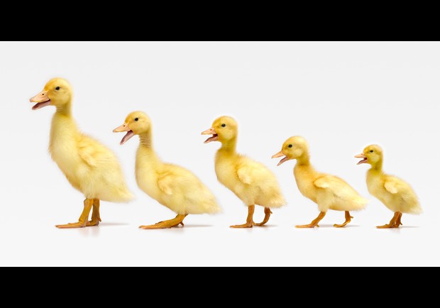 A Closer Walk: Lining Up Those Ducks