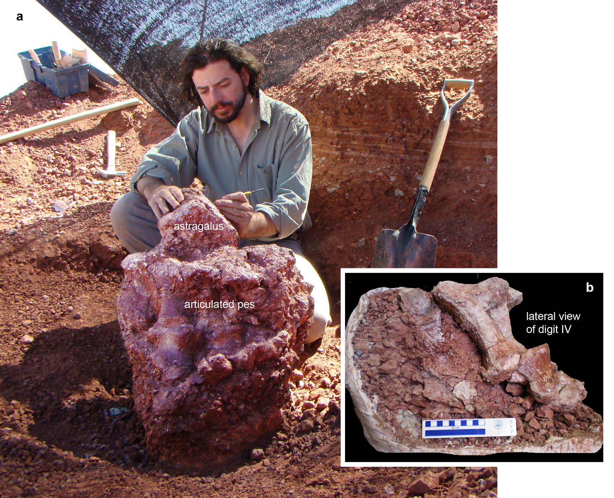 Sauropod Dinosaurs & Explorations