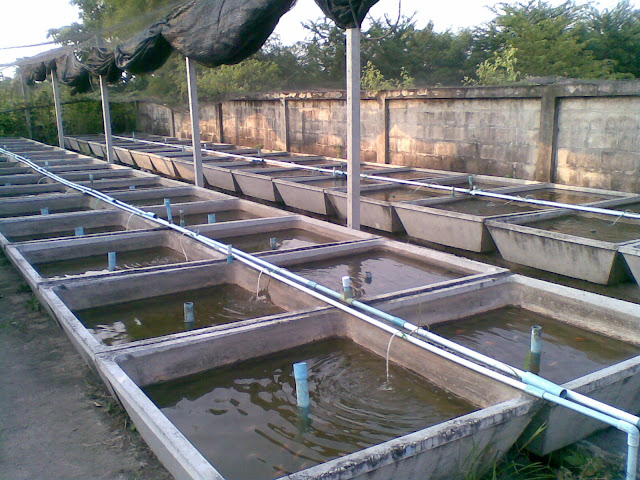 Berita TV Malaysia: Betta Fish farm model