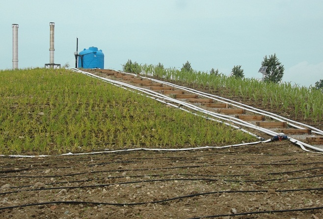 Cara Menanam Padi dengan Irigasi Tetes Netafim di Lahan Gambut (2016 ...