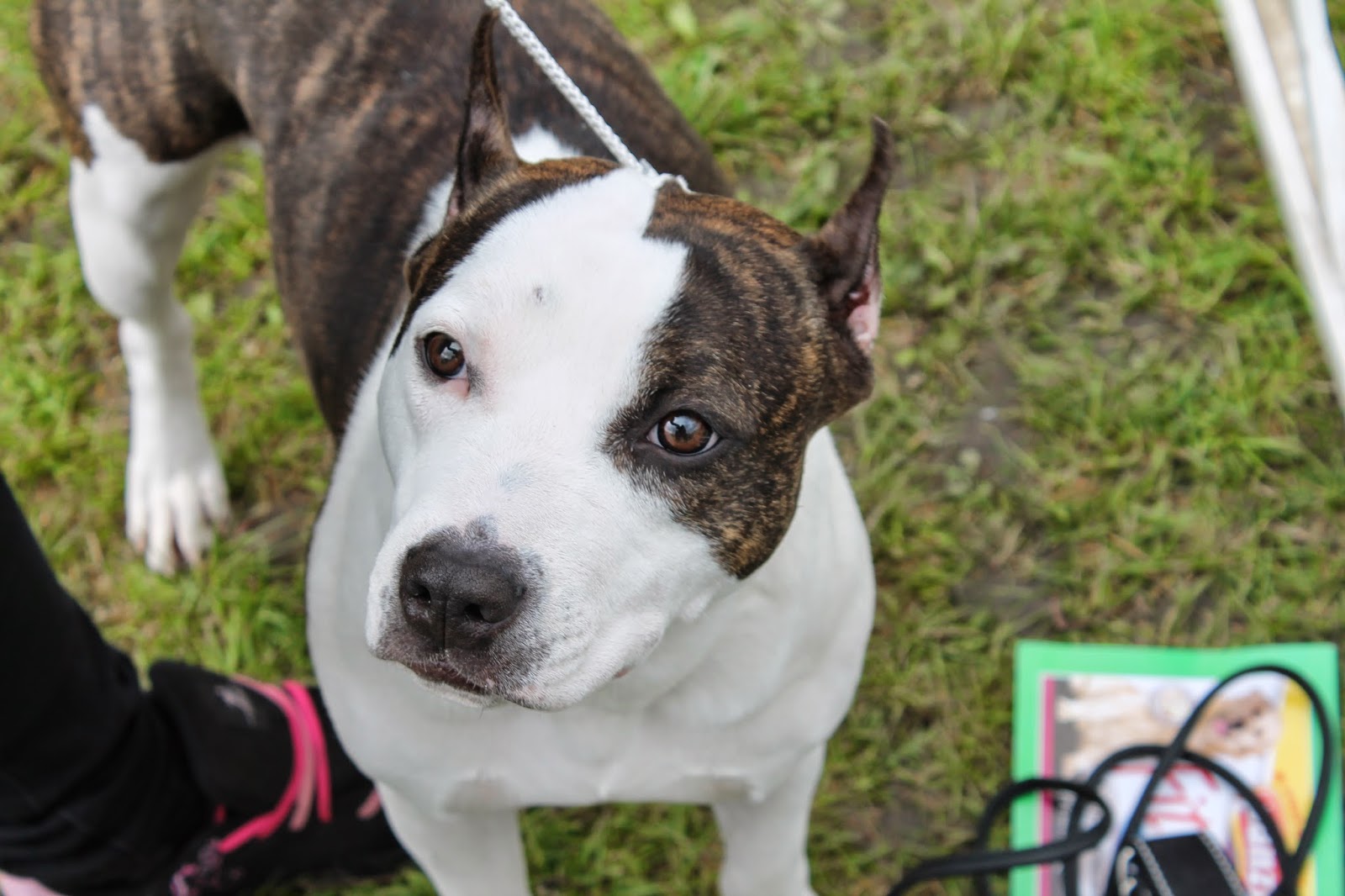 Moments of joy: The Biggest American Staffordshire Terrier Speciality ...