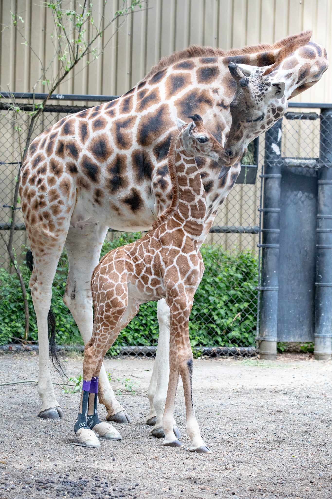 Shower Hasani with love: famed giraffe heading to new home