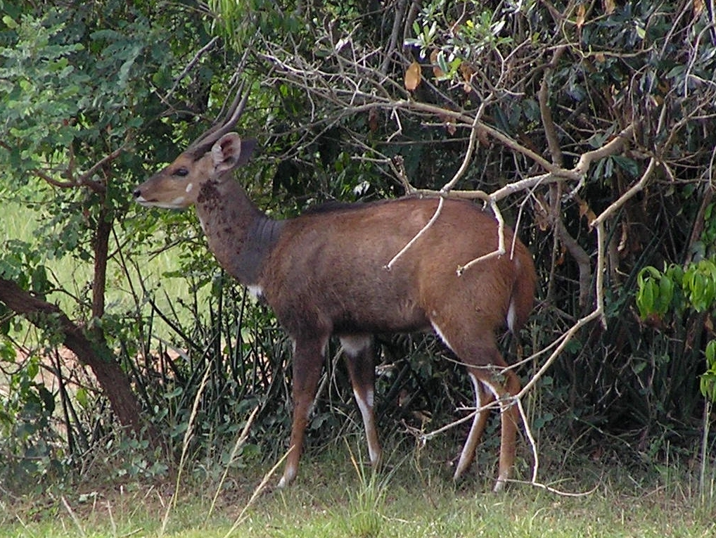 Rwanda on the Wing: Run like an antelope