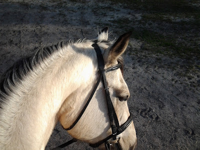 Memoirs of a Horse Girl: Riding Reflection: Working To An Ideal