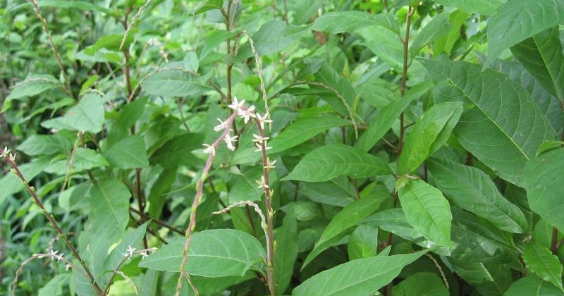 Todos Los Remedios Naturales: Anamú / Mapurite (Petiveria alliacea L.)