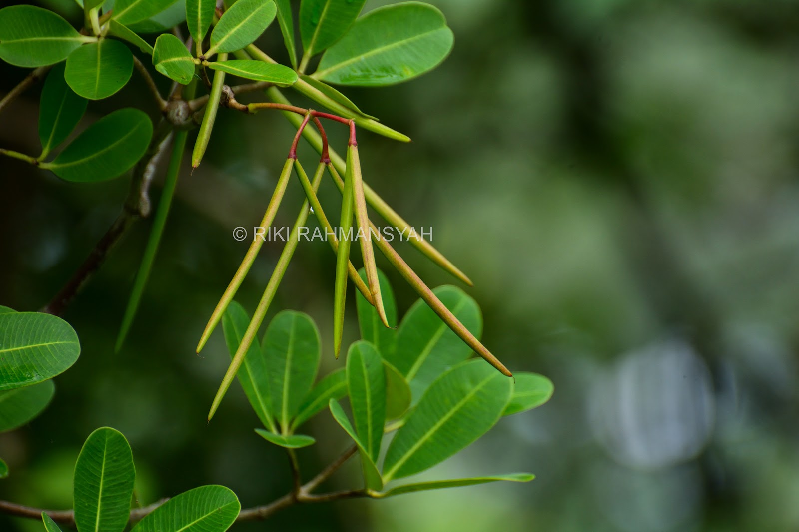 Pulai Gabus (Alstonia spatulata Blume)