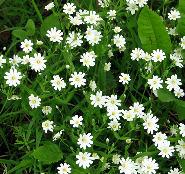 Plants, insects and animals: Greater stitchwort