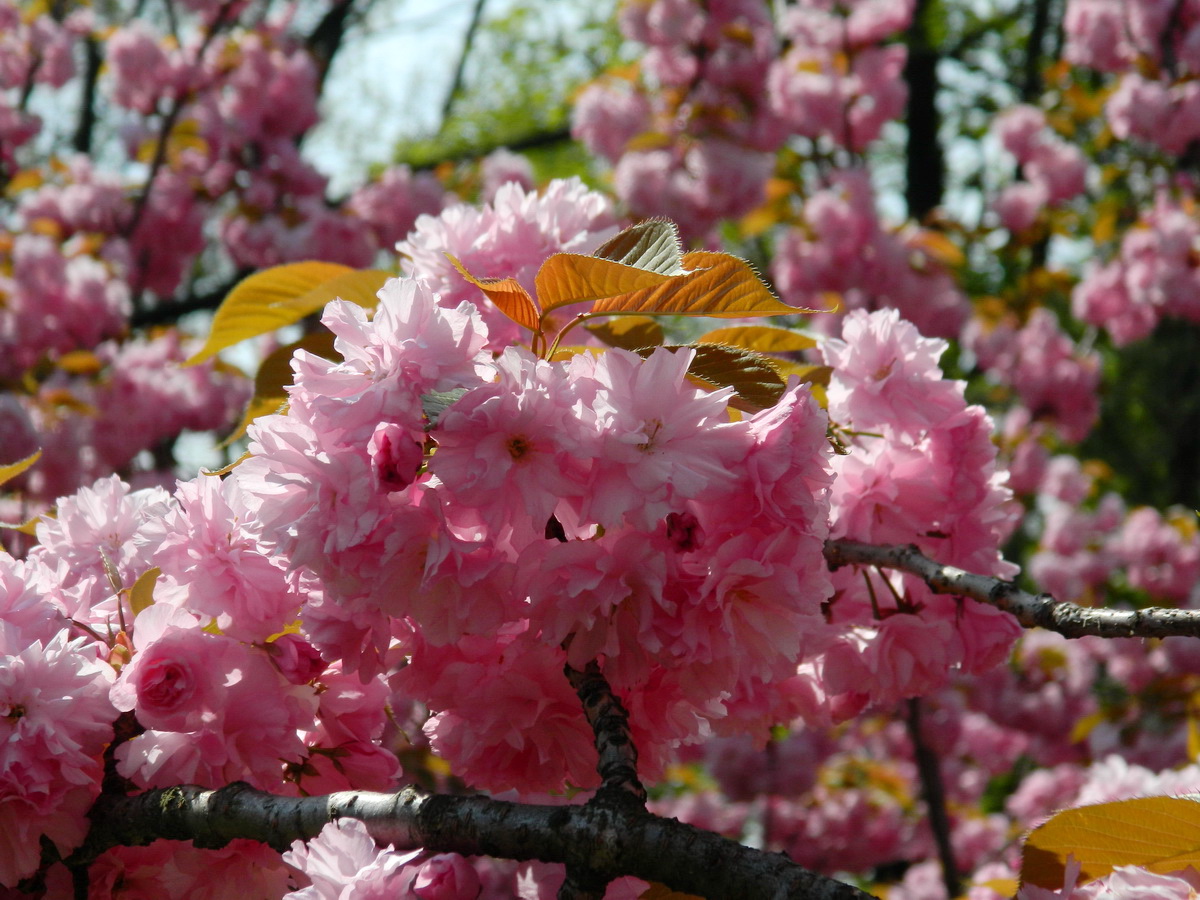 LA MULTI ANI, ROMANIA!: Flori roz de cires japonez