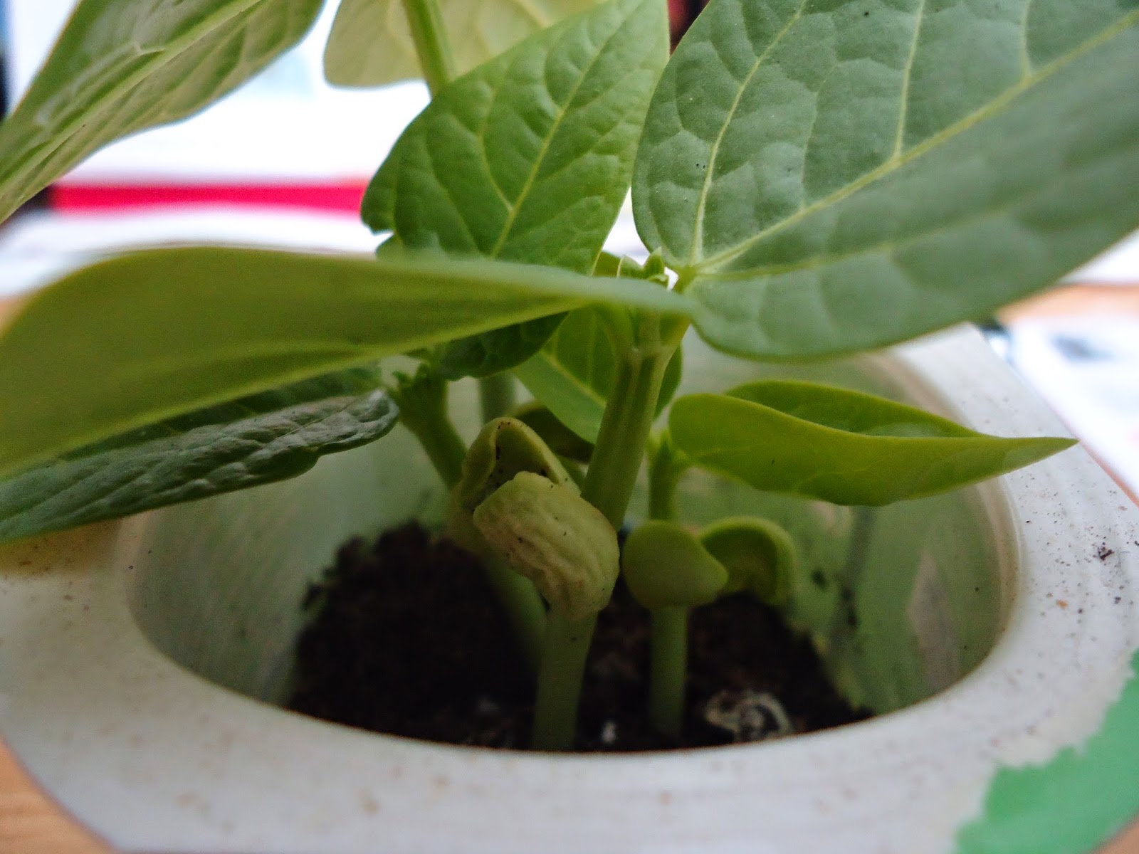 Notre CP à Lisbonne: La germination des graines de haricot.