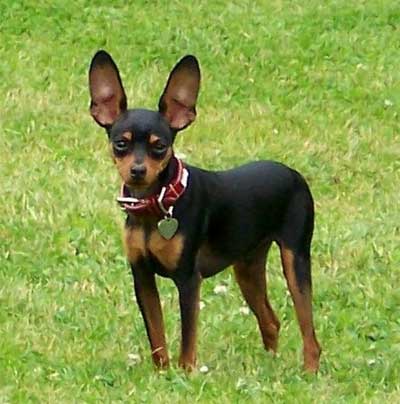 Miniature Pinscher Puppies Photos | Cute Puppy Images Pictures