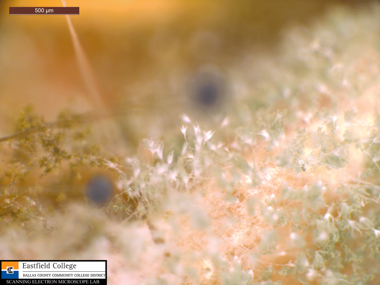 Scanning Electron Microscope Blog: Fungi - Images for Eastfield College ...