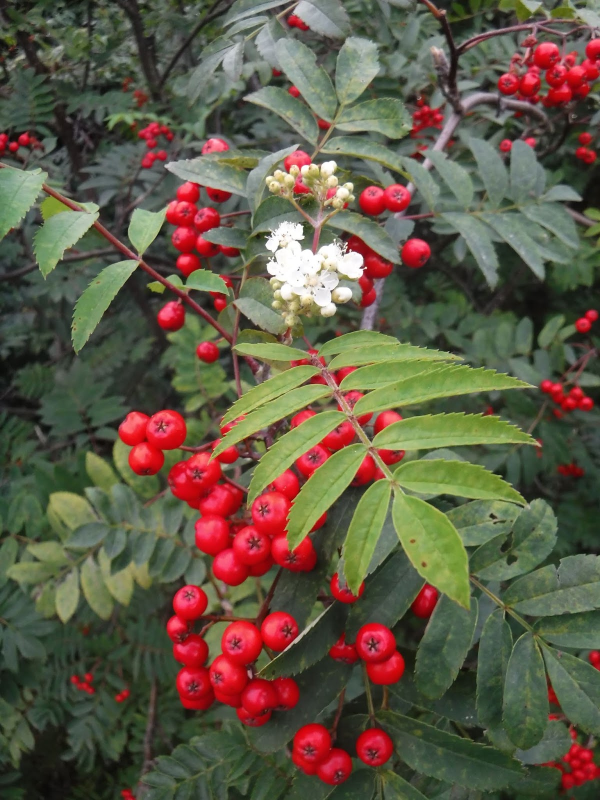 BSBI News & Views: Rowan: in folklore and in Byron's Gin