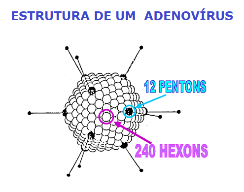 BIOLOGIA PARA A VIDA : VÍRUS