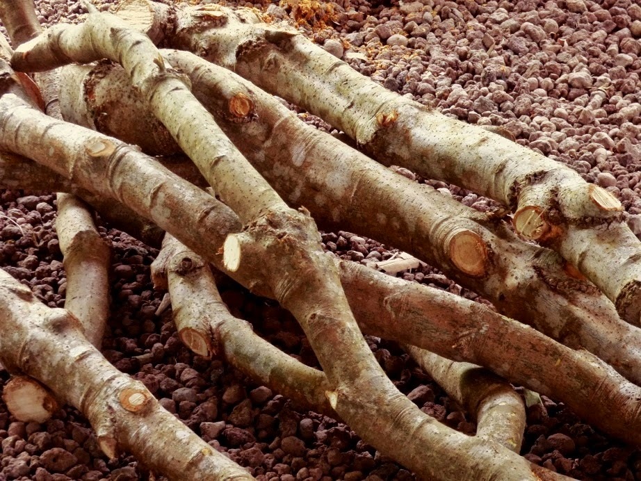 Cottage Life on Pilgrim's Farm: Harvesting Cinnamon on Pilgrim's Farm