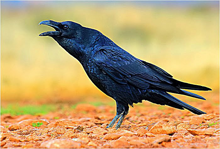 FOTO NATURA HUESCA 2: CÓRVIDO Corvidae Nicolás Aylward Vigors, 1825 ...