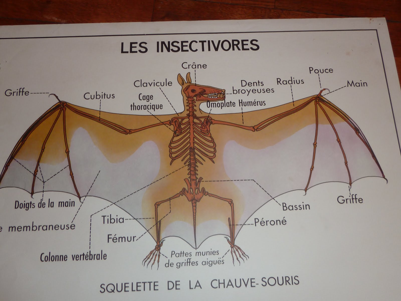 Ecole FMR 1000 Affiches scolaires: les chauve-souris insectivores taupe ...
