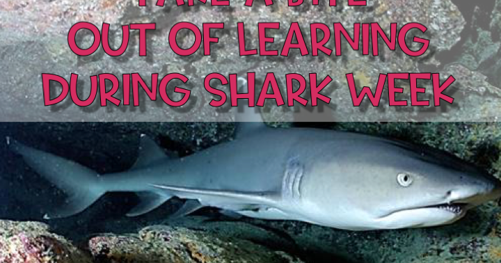 Take a Bite out of Learning During Shark Week With FREEBIE | Sweet ...