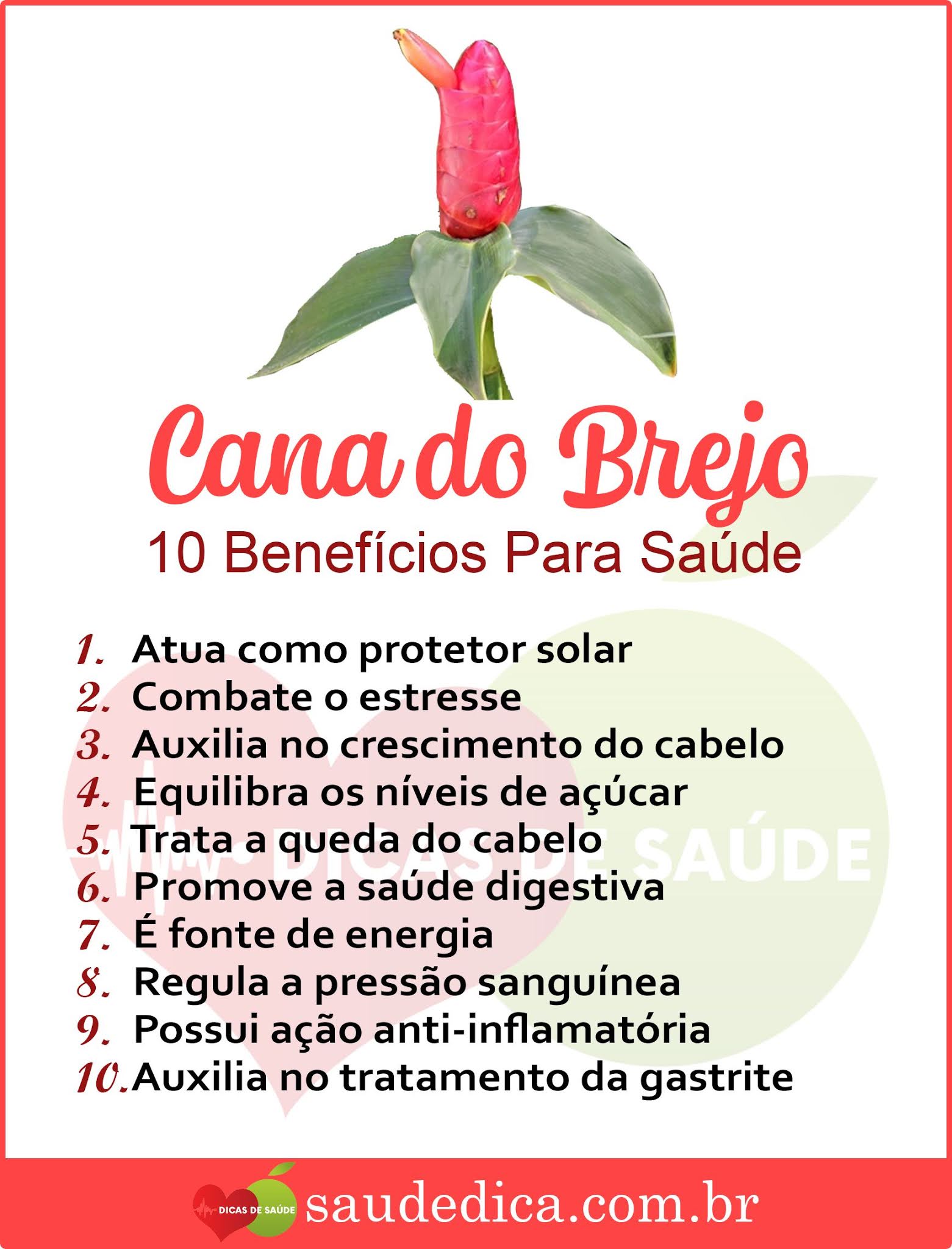 Benefícios da Cana-do-Brejo