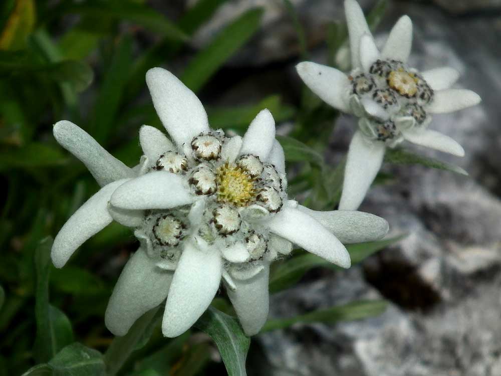 Days on the Claise: Edelweiss