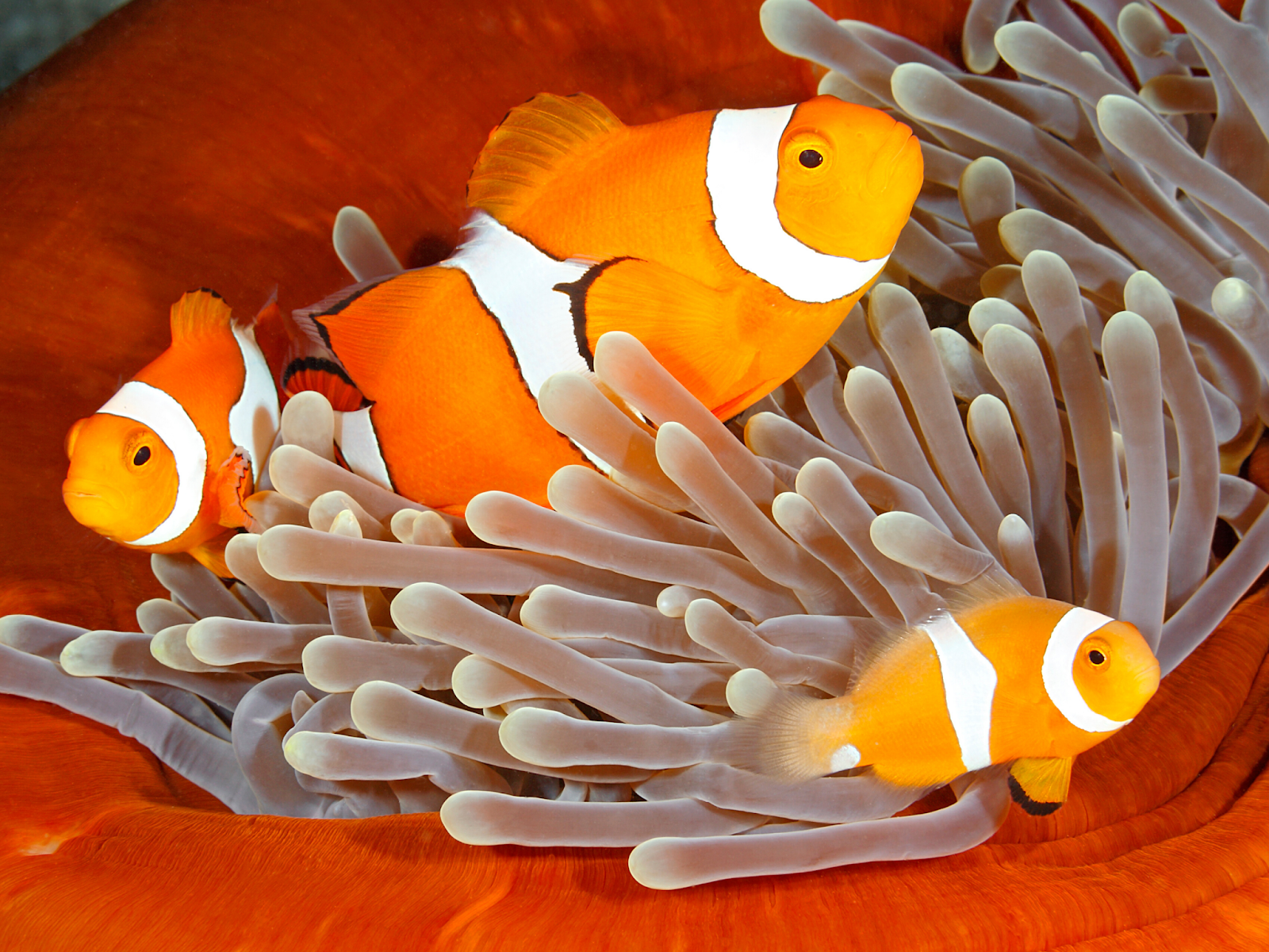 FOSSIL HUNTRESS: ANEMONEFISH NURSERY