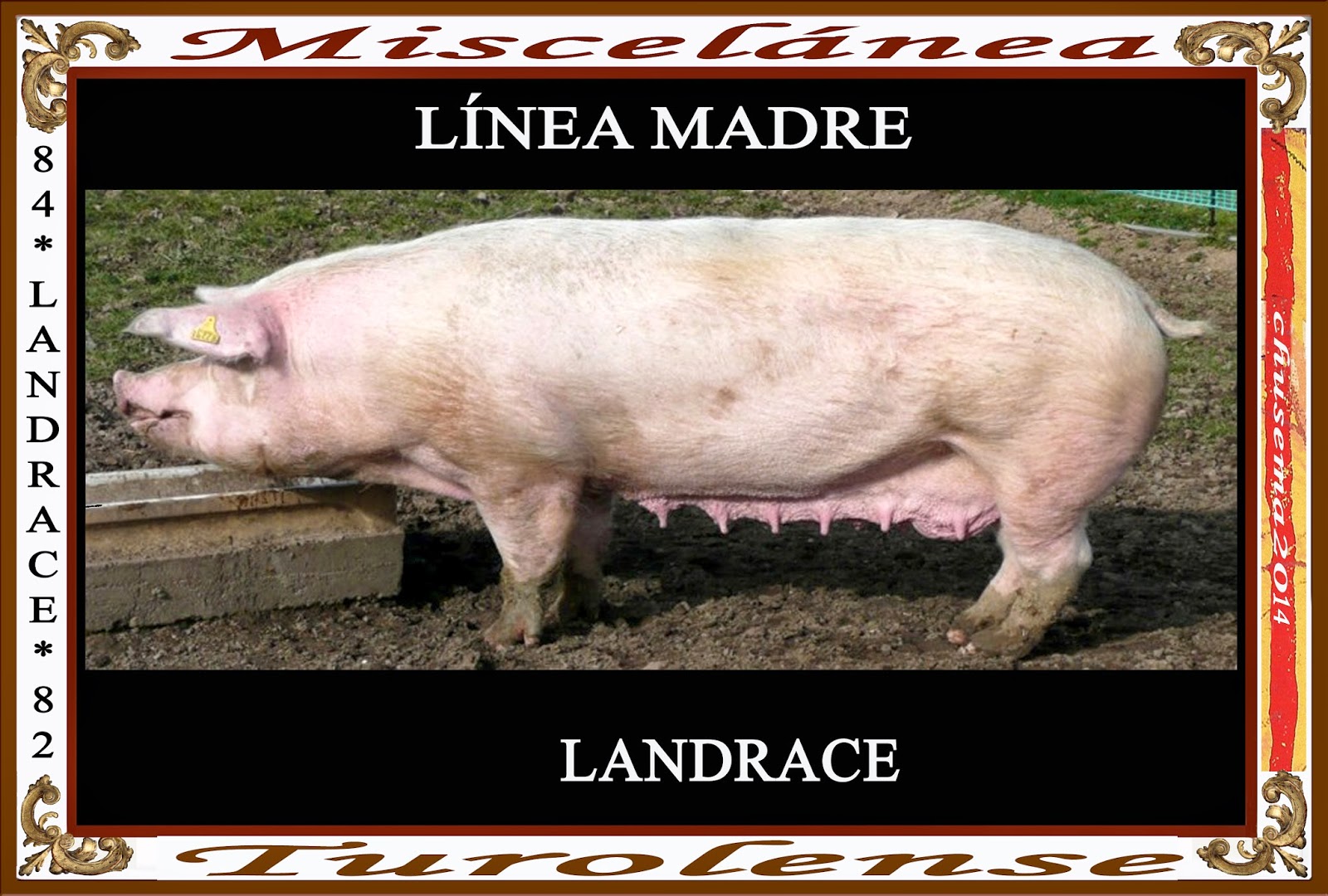 MISCELÁNEA TUROLENSE: Marzo2020/Miscelánea. EL GORRINO OBTENIDO PARA LA ...