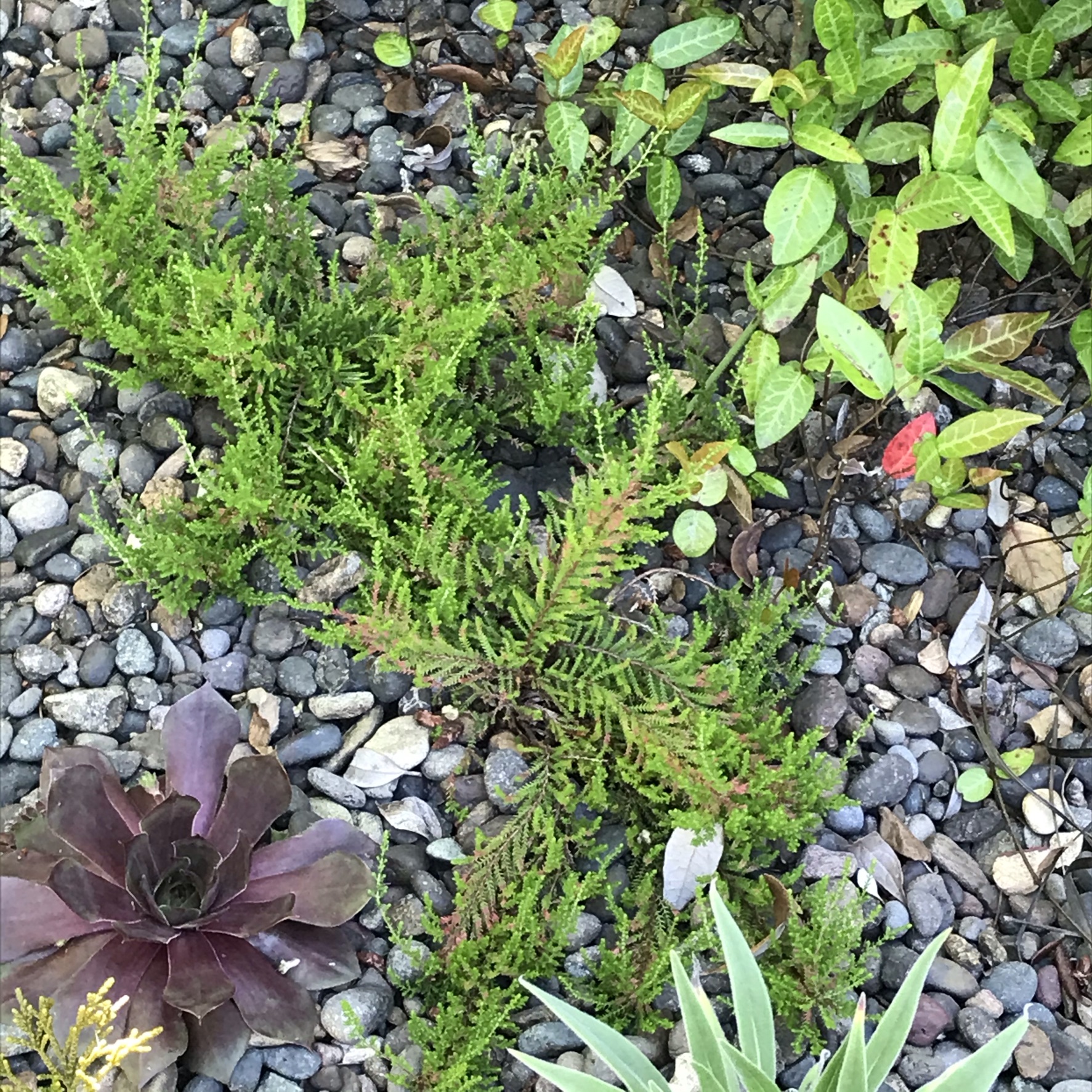 danger garden: Reworking a problem area...