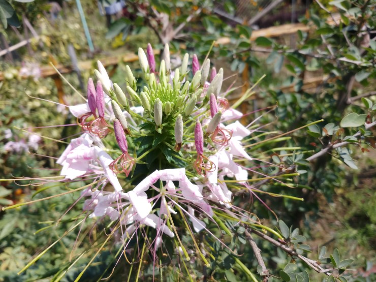 Spider flower: also known as Spiny spider flower - Anipet and plants