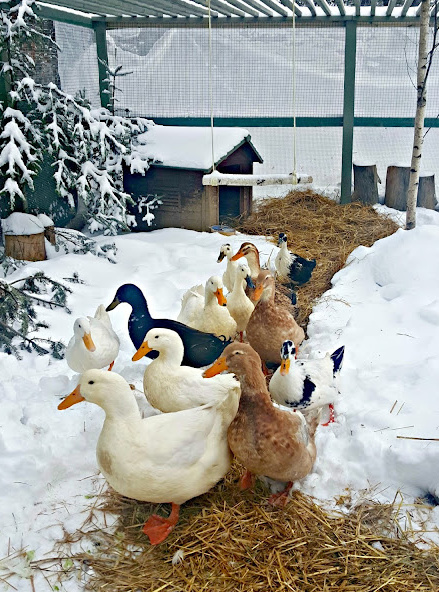 How to Winterize your Chicken Run - Fresh Eggs Daily® with Lisa Steele