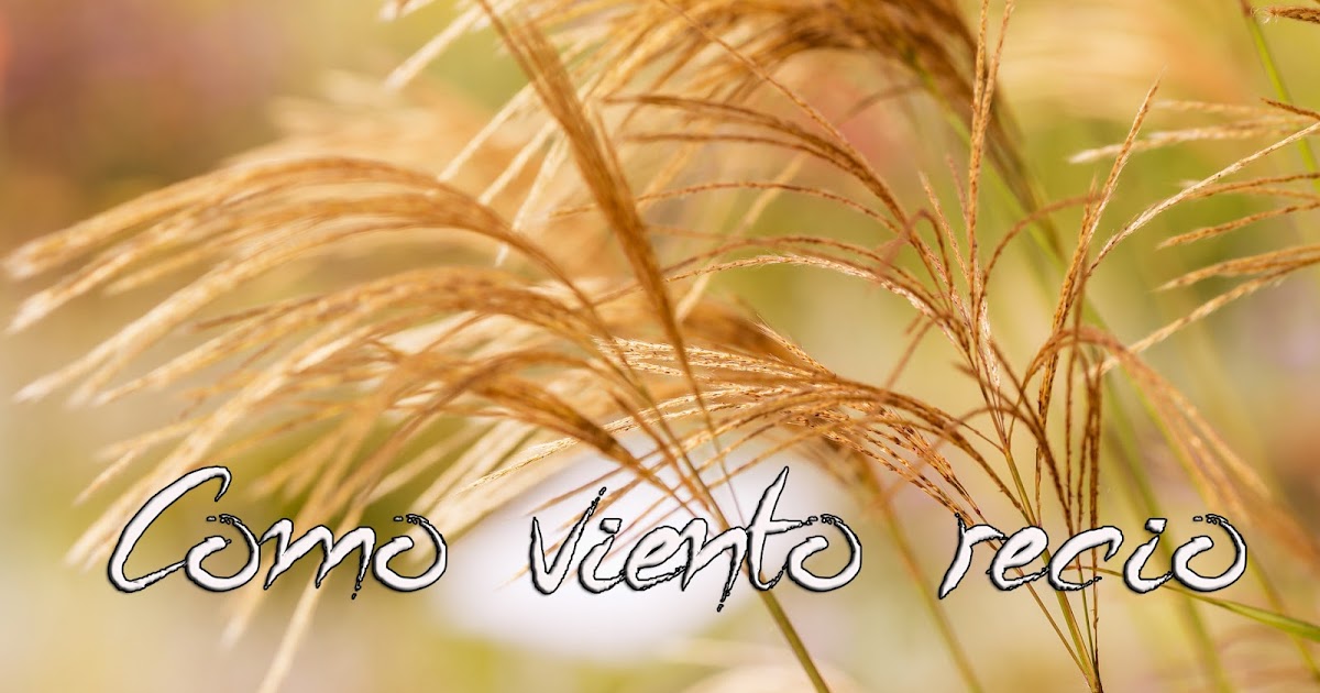 Palabra Diaria - Ministerios Ciudad de Dios: Como un viento recio.