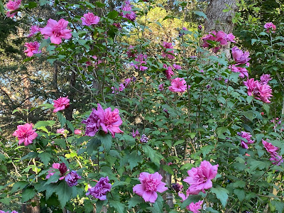 Lisa Bonassin's Garden: Double Red Althea June 19, 2021