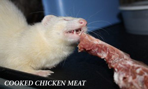 Pets Food And Care: Pets food and care - What kind of Foods Ferrets Eat