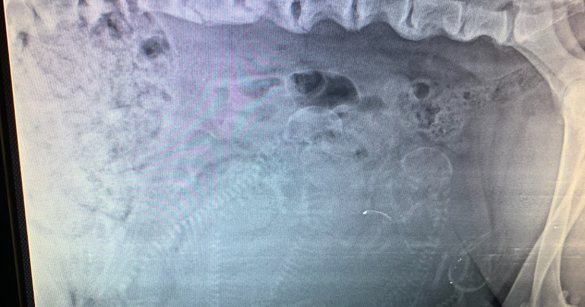 Zelda Tommy Oct 2019 Litter: X-Ray