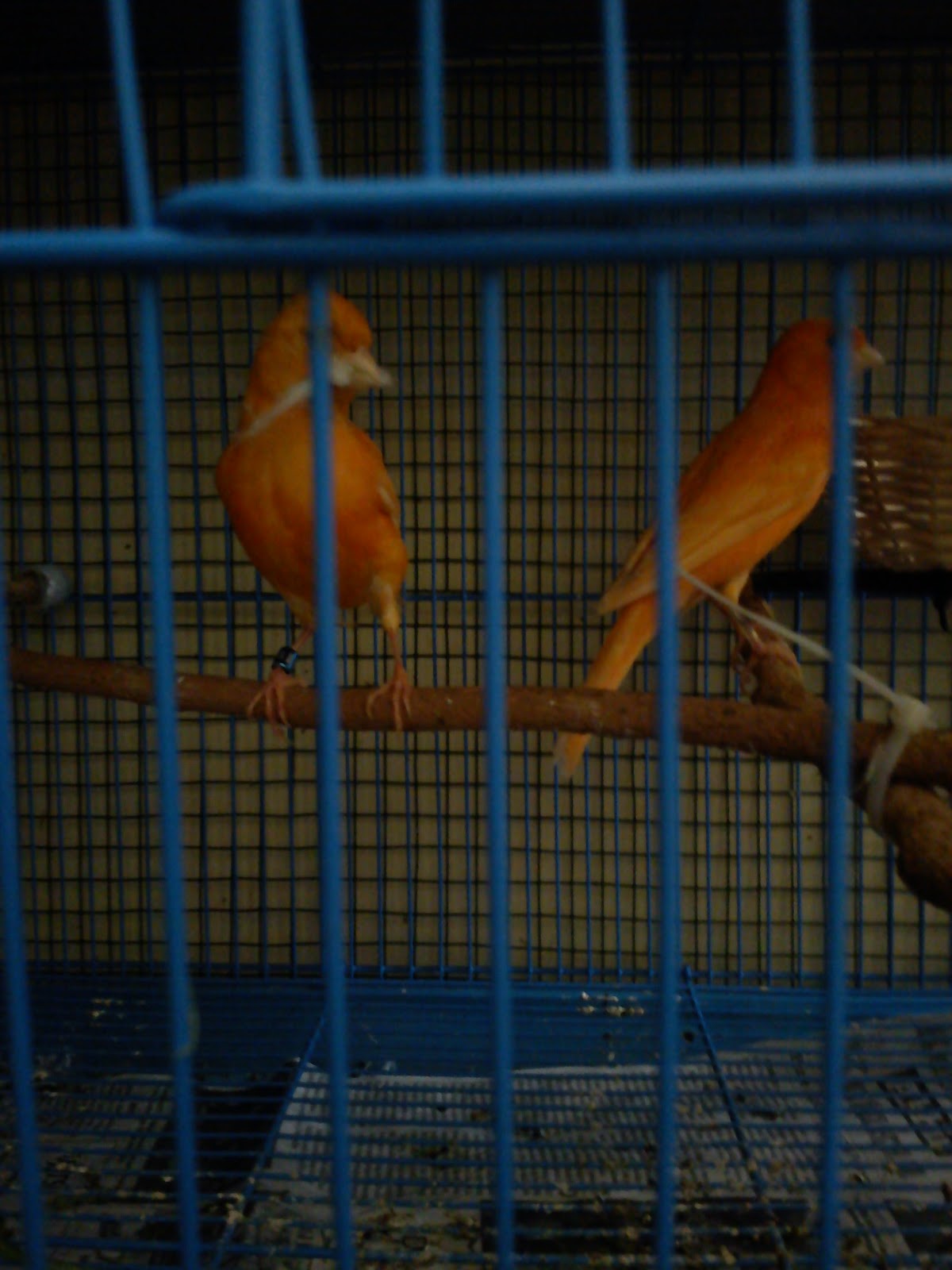 Kenari merah lokal.. - Trend burung