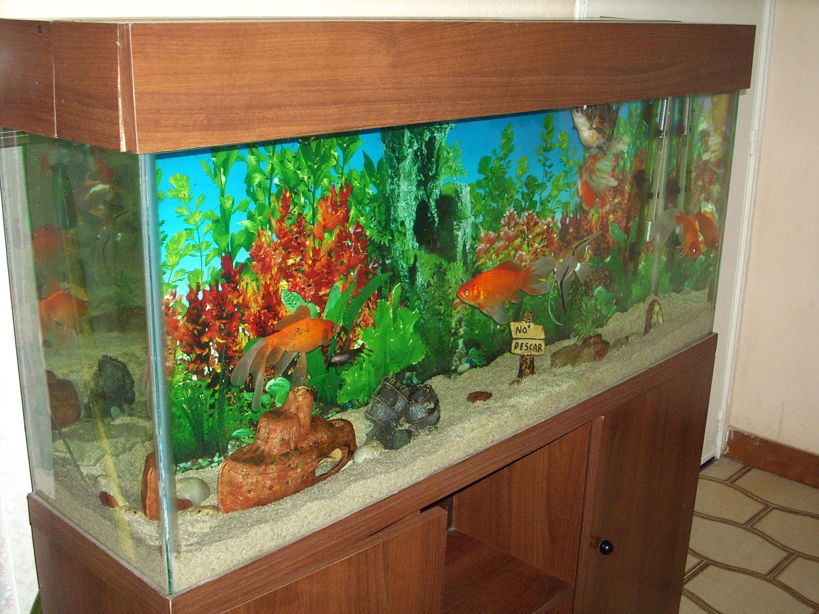 Acuarios Decorpez: septiembre 2012