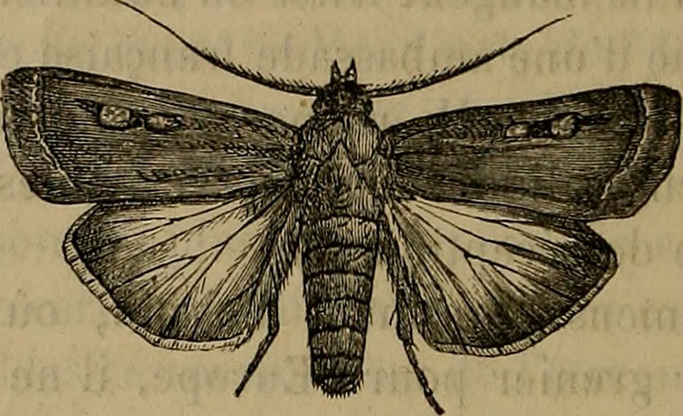 Flying With Hands: Begone, Bogong