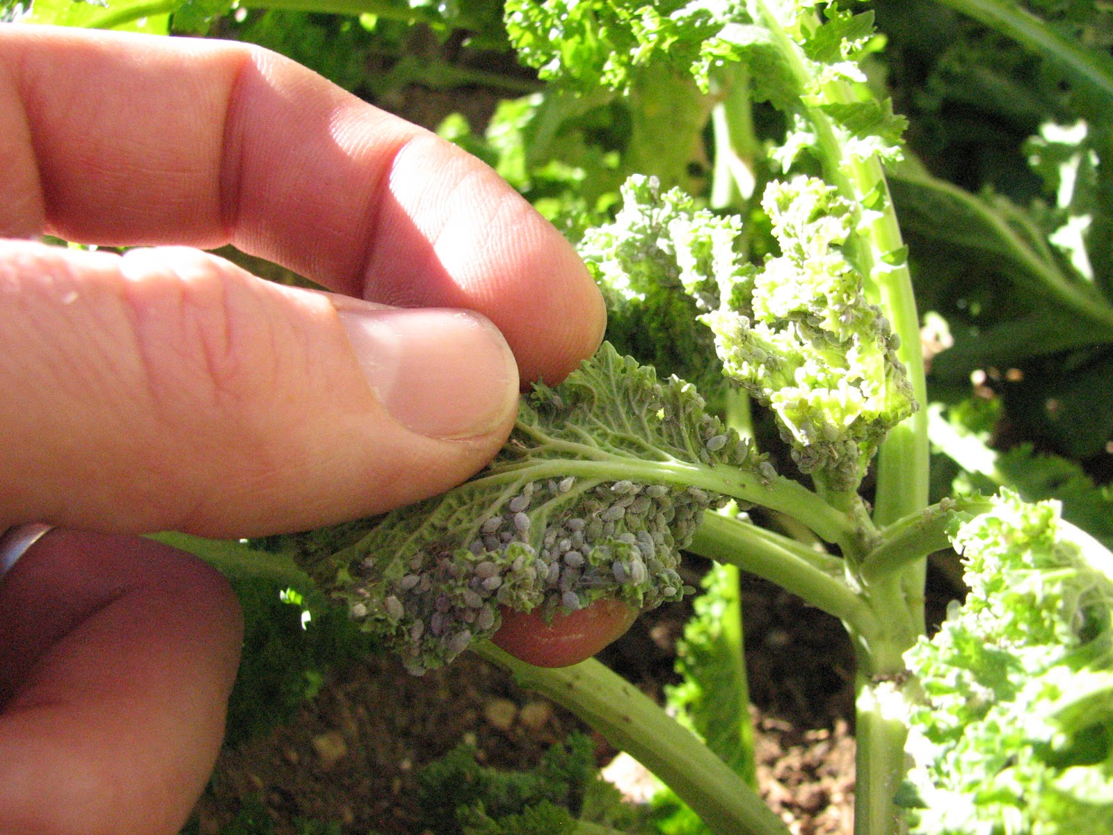 The Scientific Gardener: Beneficial Insects of my Garden