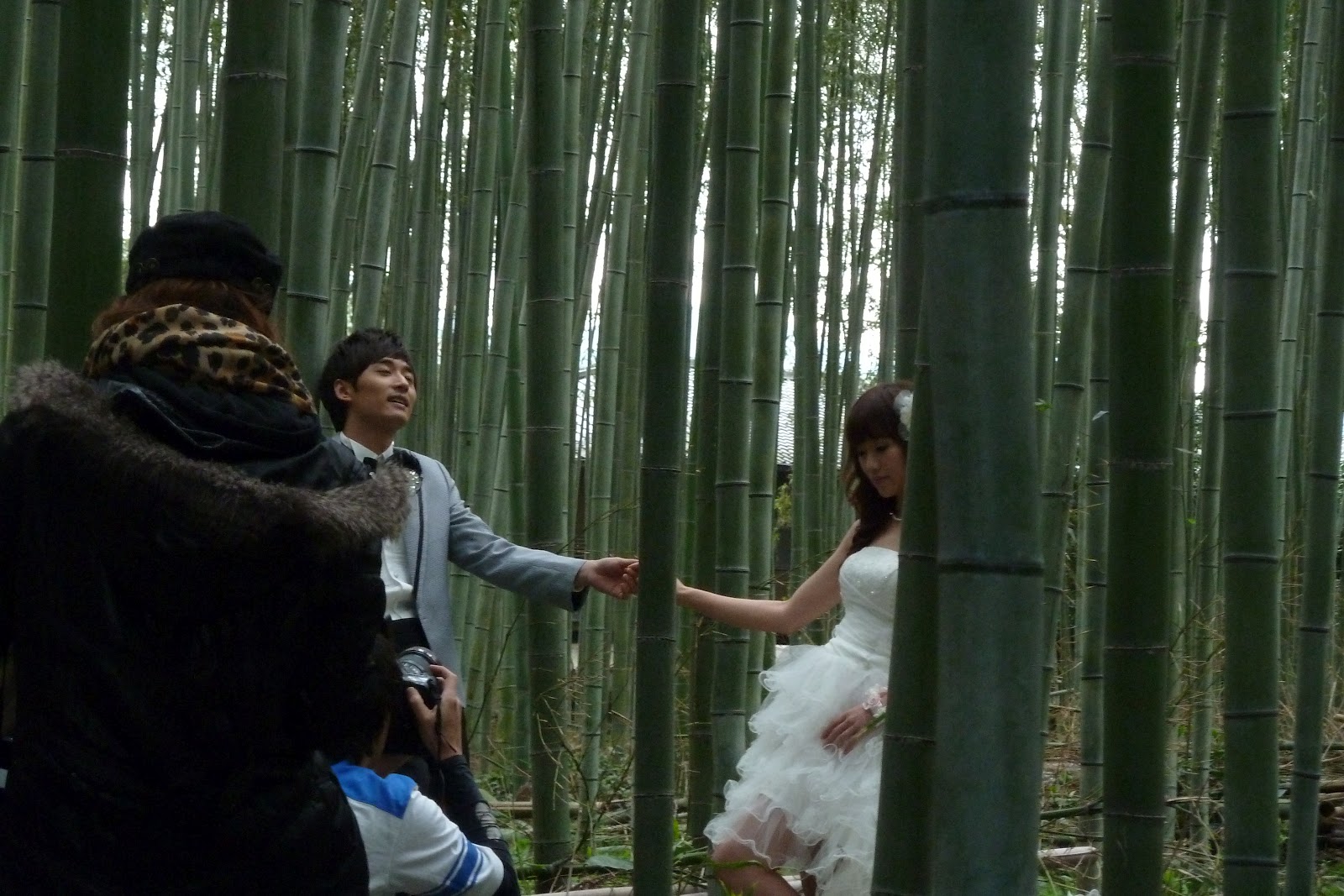 Travel - my love: Bamboo Forest, must not miss if you will visit ...