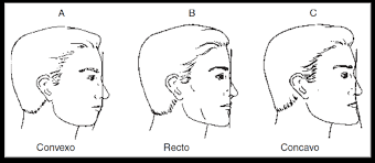 TIPOS DE PERFIL (Rostro)
