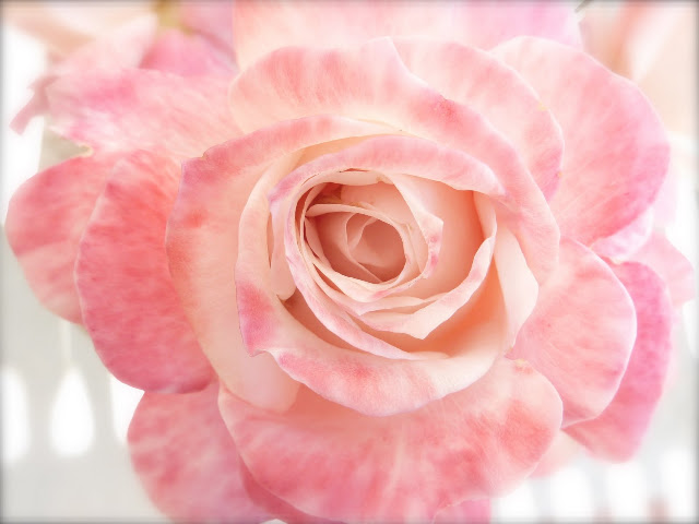 Bird's Eye View: ROSES Through My Lens
