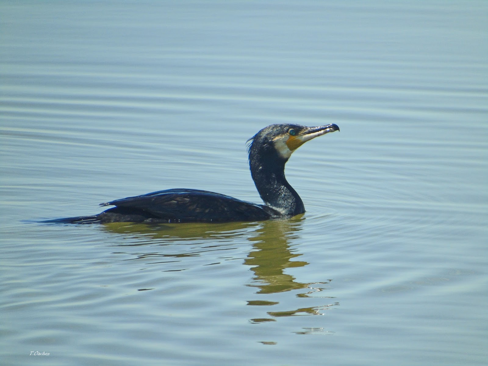 PASARI DIN ROMANIA: CORMORAN MARE, Phalacrocorax carbo