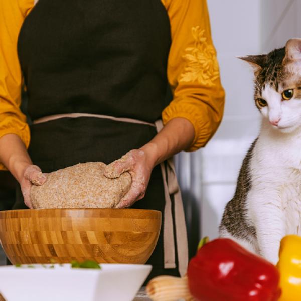 Michipedia: Tipos de michis