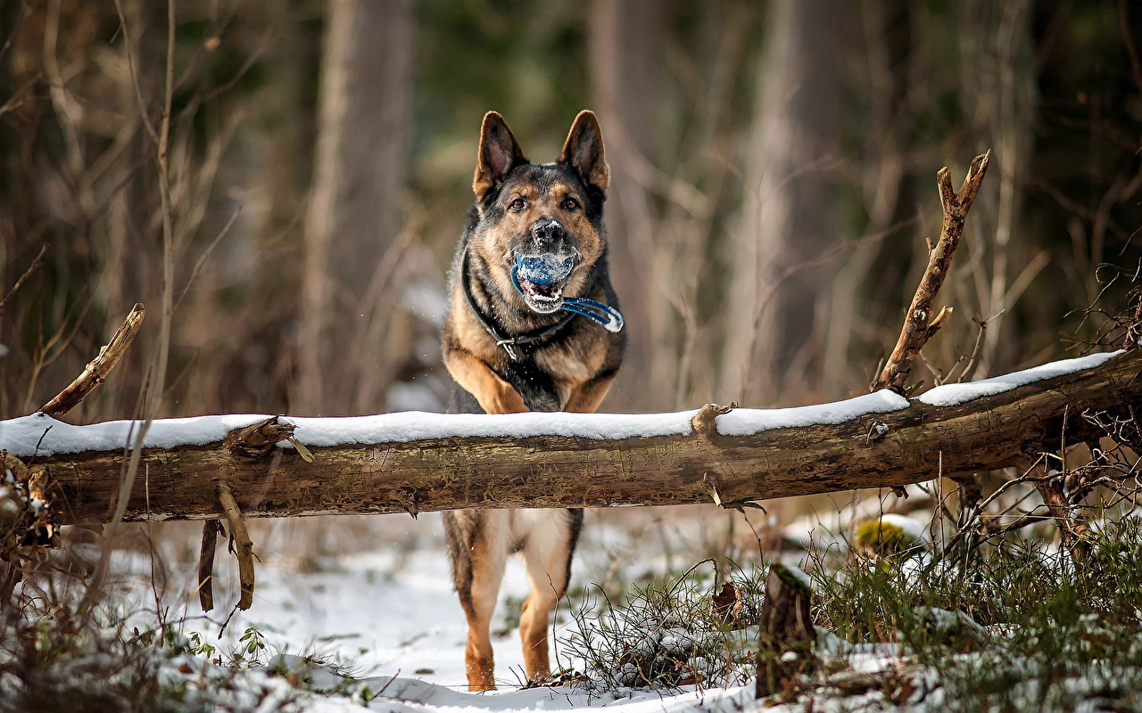 What Are Good Cold Weather Dogs