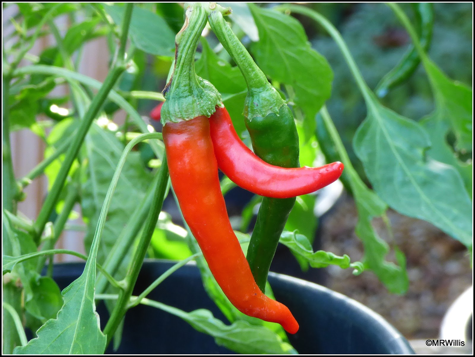 Mark's Veg Plot: Chillis - a contrast in styles