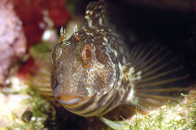 Torito . Información. Fon-Fishing.